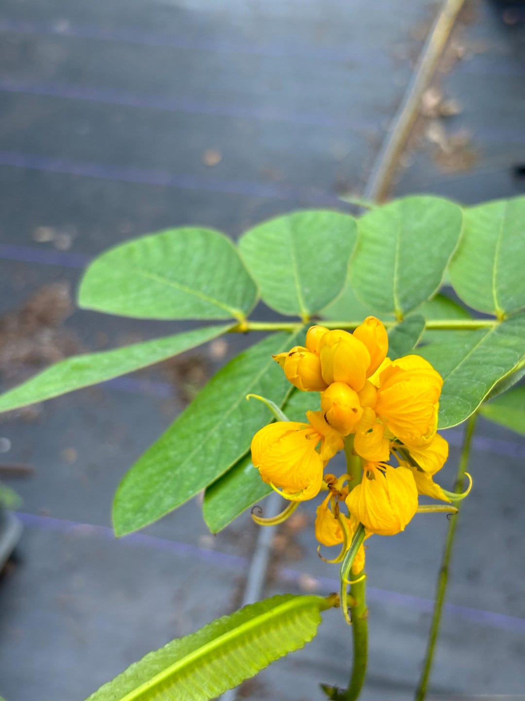 Candlestick Tree Known Botanically as Senna Alata Yellow Flower 2ft ...