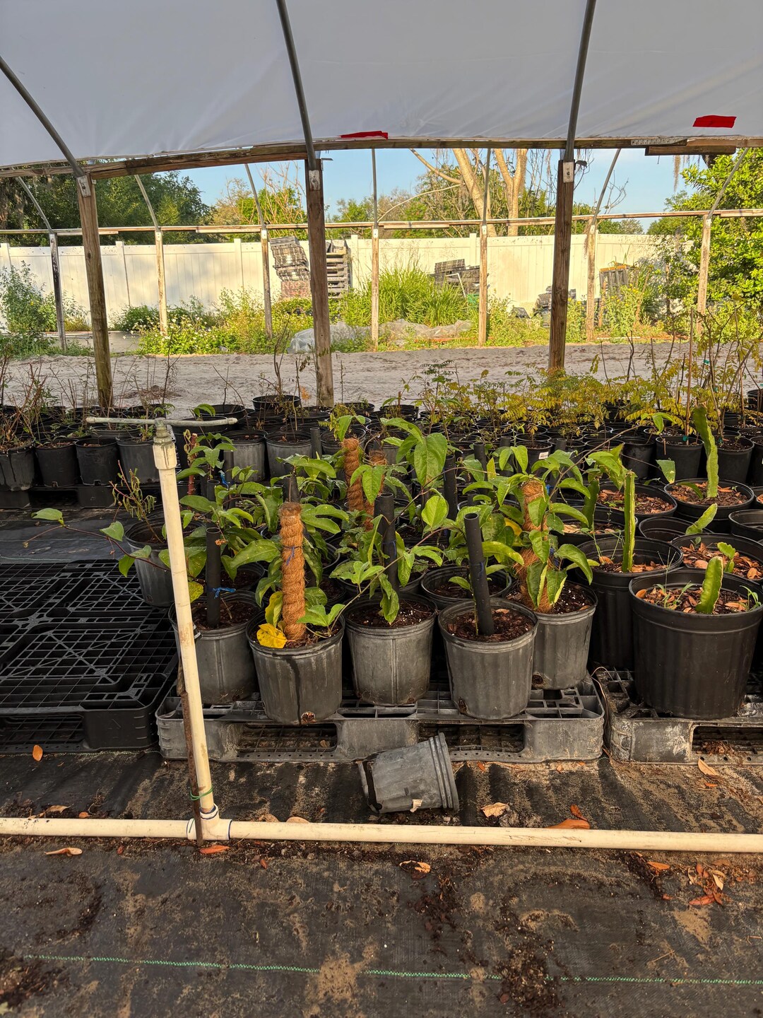 Yellow Possum Passion Fruit Live Plant From Seed - Passiflora Edulis ...