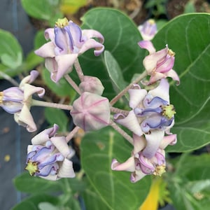 CALOTROPIS GIGANTEA Giant / Madar/ Milkweed Tree Plant Butterfly Garden ...