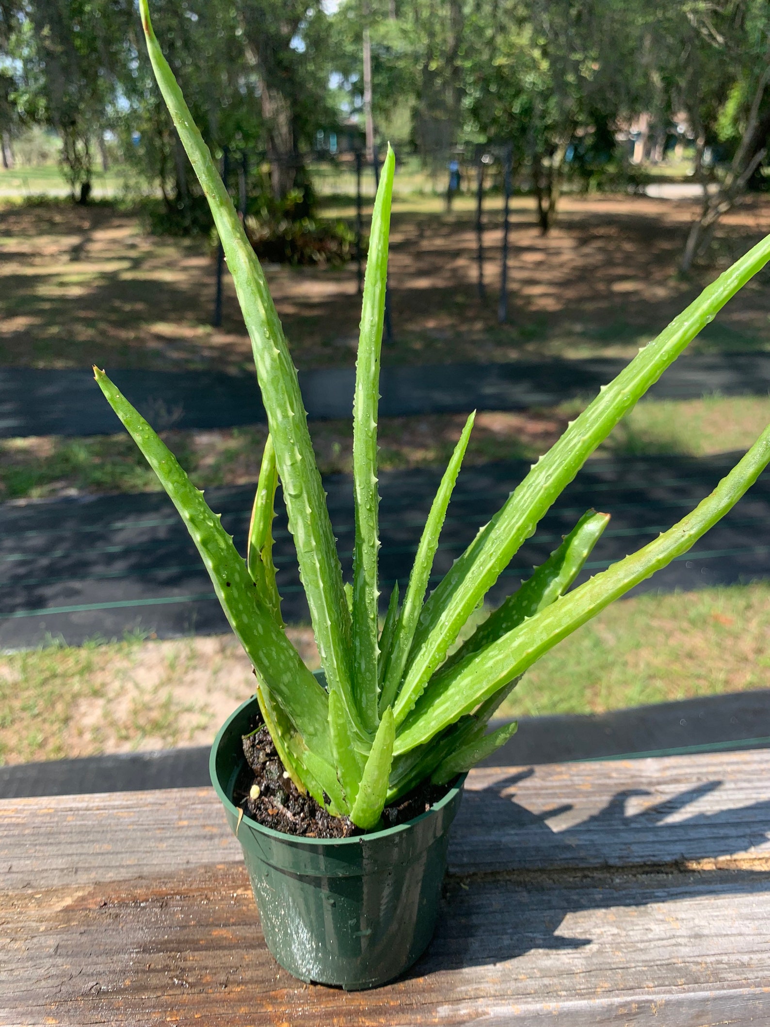 Aloe Vera Aloe Barbadensis medium Plant in small pot free | Etsy