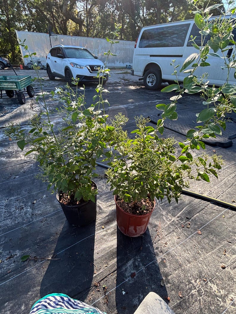 Indian Jui Jasmine, Virajaji Plant (jasminum Molle) Bushes Plant in 3 ...