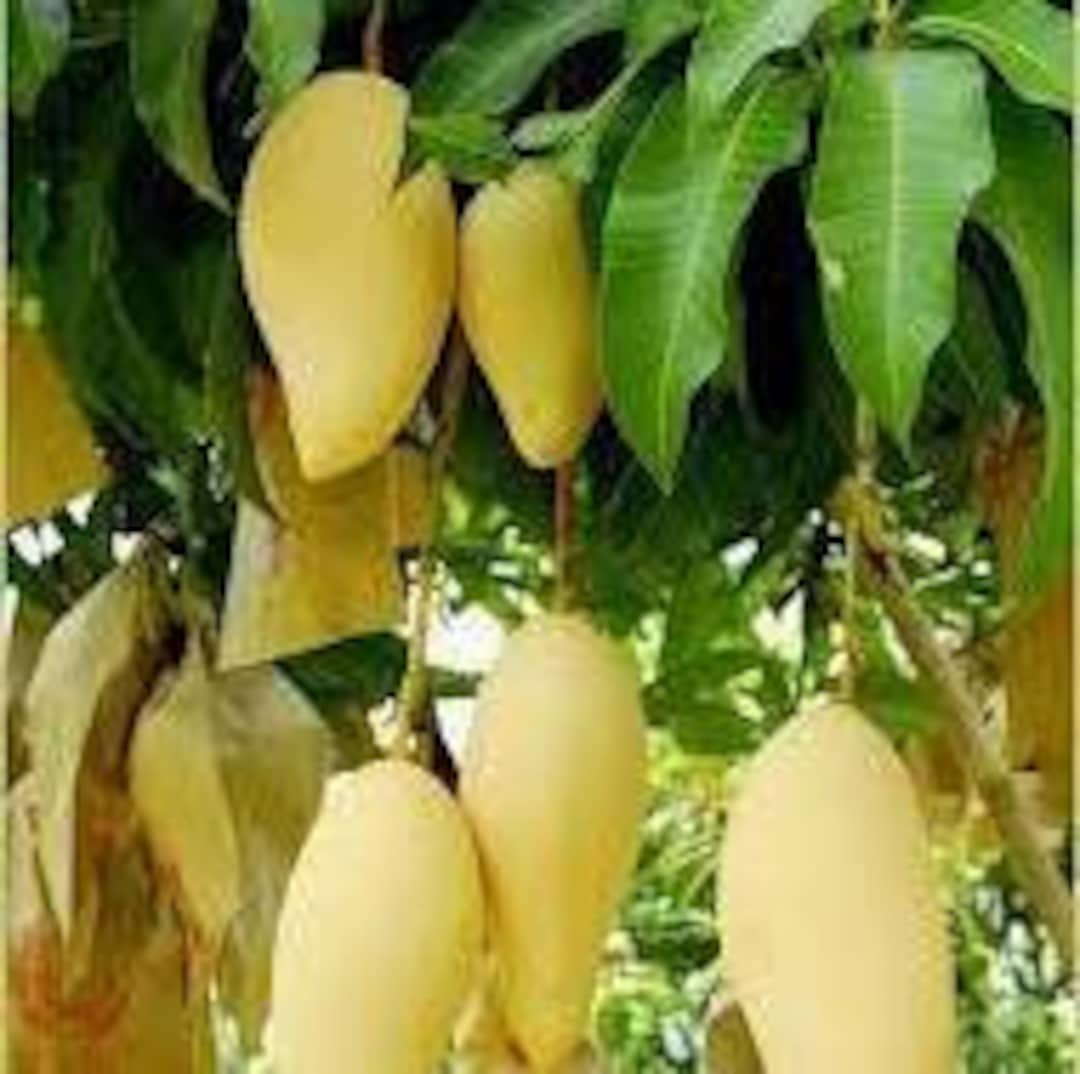 NAM Doc Mai Grafted Mango Tree Plant Thai , mangifera Indica 12 Tall in ...