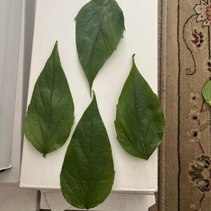 Parijat Leaves, Harisagar Leaves ,35 Leaves per Order - Etsy