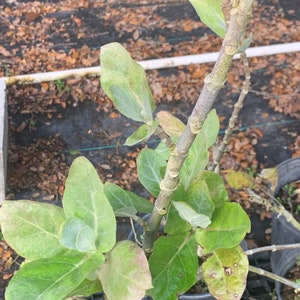 CALOTROPIS GIGANTEA Giant / Madar/ Milkweed Tree Plant Butterfly Garden ...