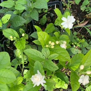 Arabian Jasmine Live Plant: Dontara Malli Double Flower (4" Pot) - Etsy