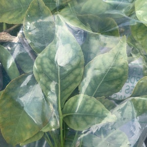 Bel Tree Leaves , Bilva Patra, Bel Patra, Bel Fruit, Golden Apple Fresh ...