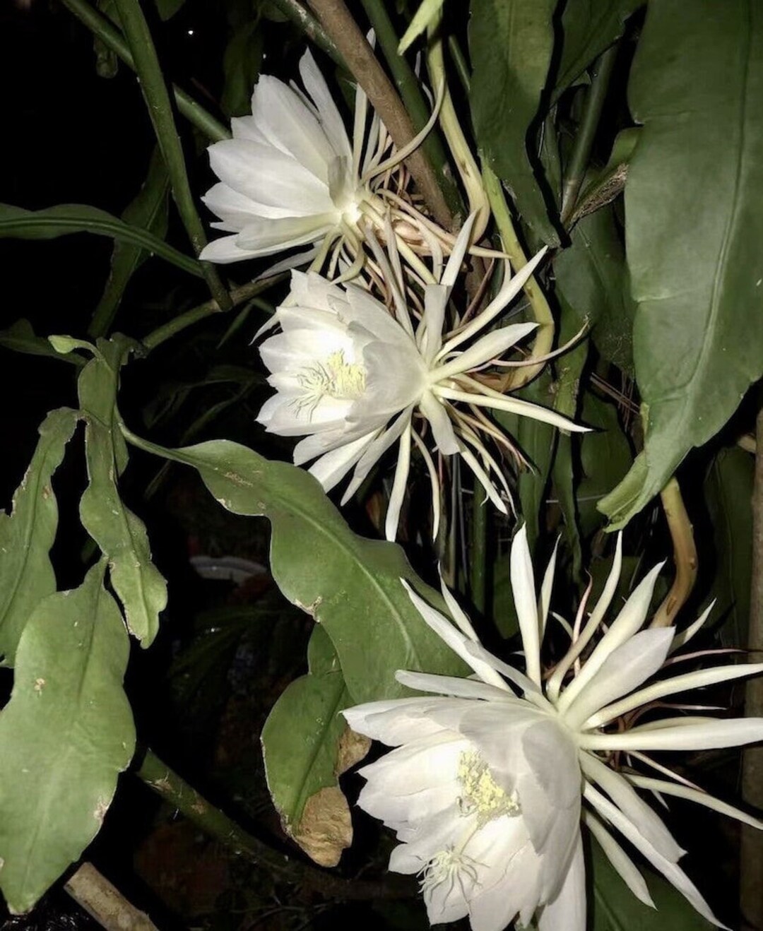 Queen of the Night Orchid: Brahma Kamal Cactus, Bloom Ready (4" Pot) - Etsy
