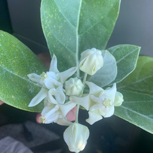 CALOTROPIS GIGANTEA Giant / Madar/ Milkweed Tree Plant Butterfly Garden ...