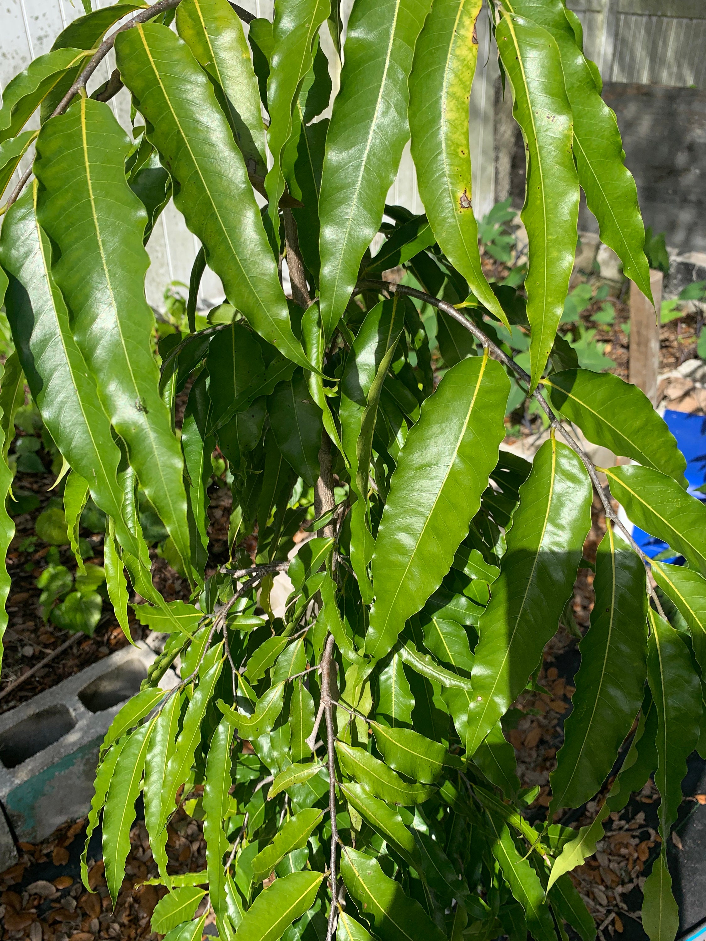 Ashoka Tree Leaves