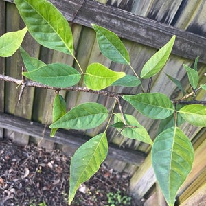 Bel Tree Leaves , Bilva Patra, Bel Patra, Bel Fruit, Golden Apple Fresh ...