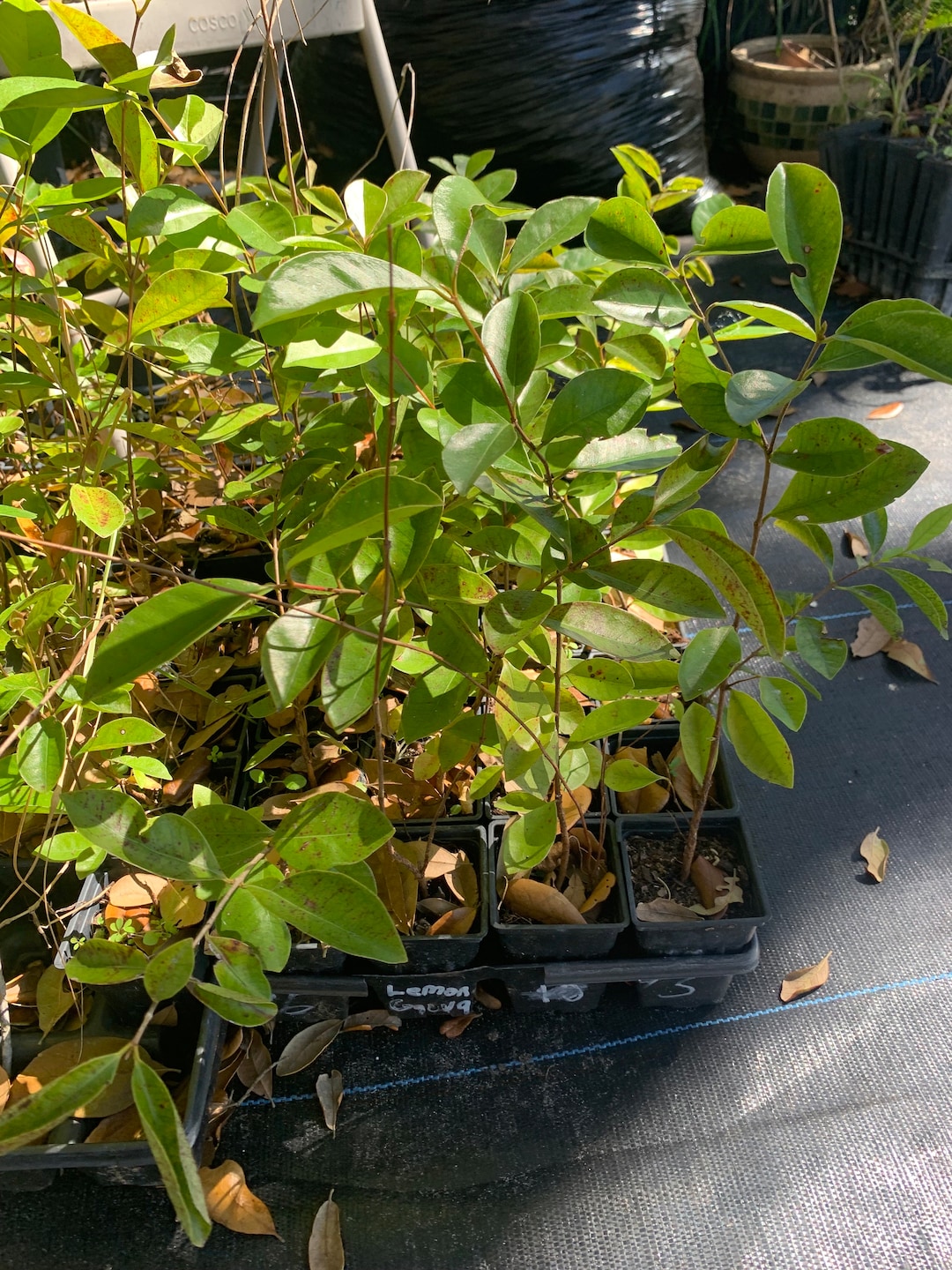 Lemon Guava Tree: Tropical Plant in 4" Pot (psidium Littorale) - Etsy