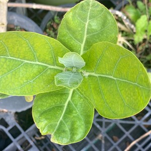 CALOTROPIS GIGANTEA Giant / Madar/ Milkweed Tree Plant Butterfly Garden ...