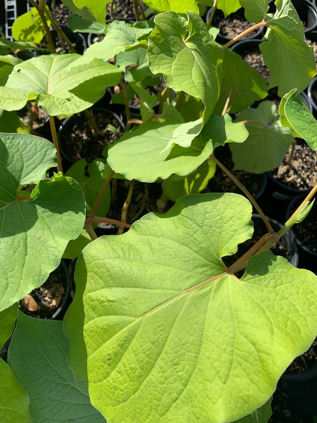 Root Beer Plant ,hoja Santa (piper Aurtium) Plant Mature Healthy Rooted ...