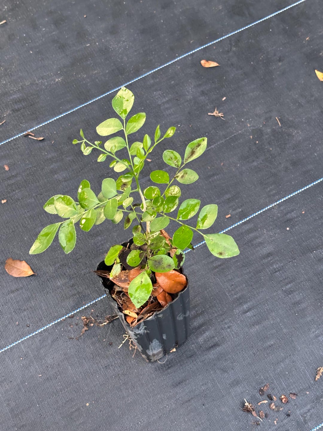 Murraya Paniculata,orange Jasmine Live Plant Well Rooted 6” Tall in 4 ...