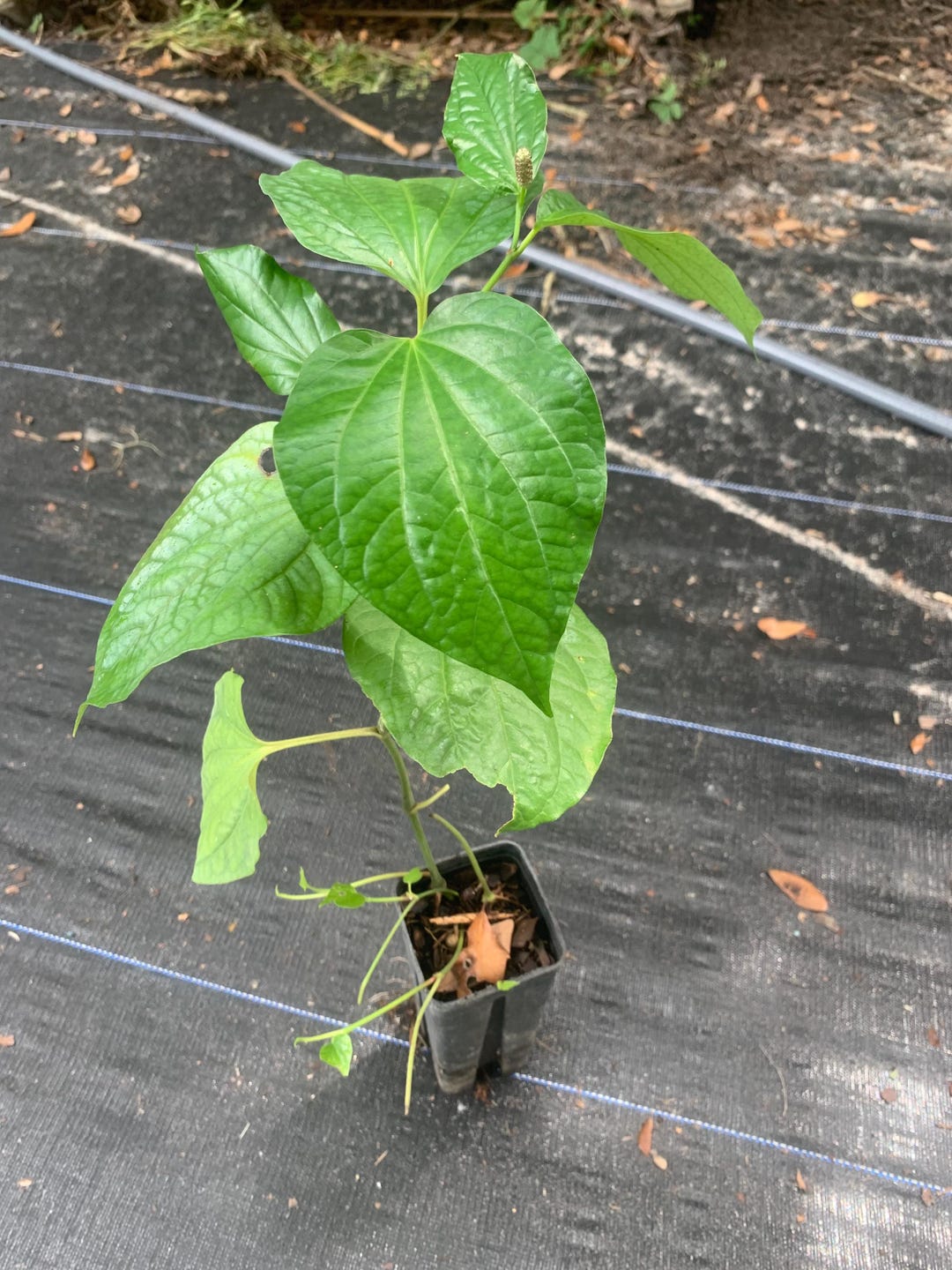 Wild , Piper Sarmentosum, Lá Lốt Plant, Organic-non Gmo-culinary Well ...