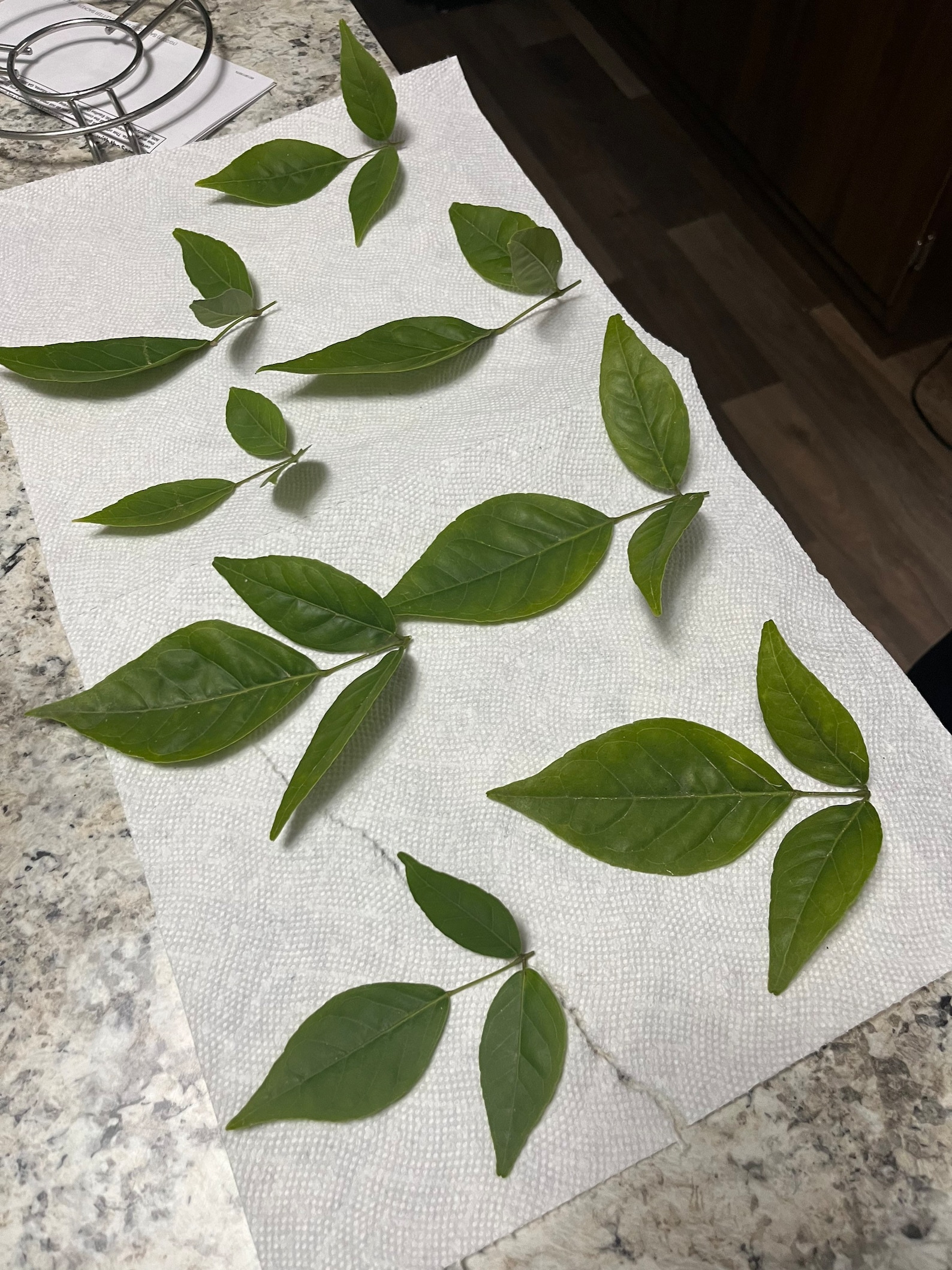 Bel Tree Leaves , Bilva Patra, Bel Patra, Bel Fruit, Golden Apple Fresh ...