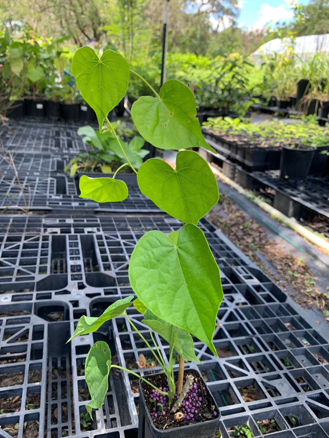 Giloy (tinospora Cordifolia) or Guduchi Plant Sold From Cutting W/o ...