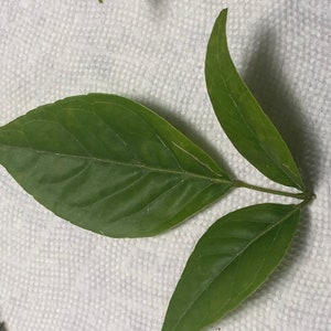 Bel Tree Leaves , Bilva Patra, Bel Patra, Bel Fruit, Golden Apple Fresh ...