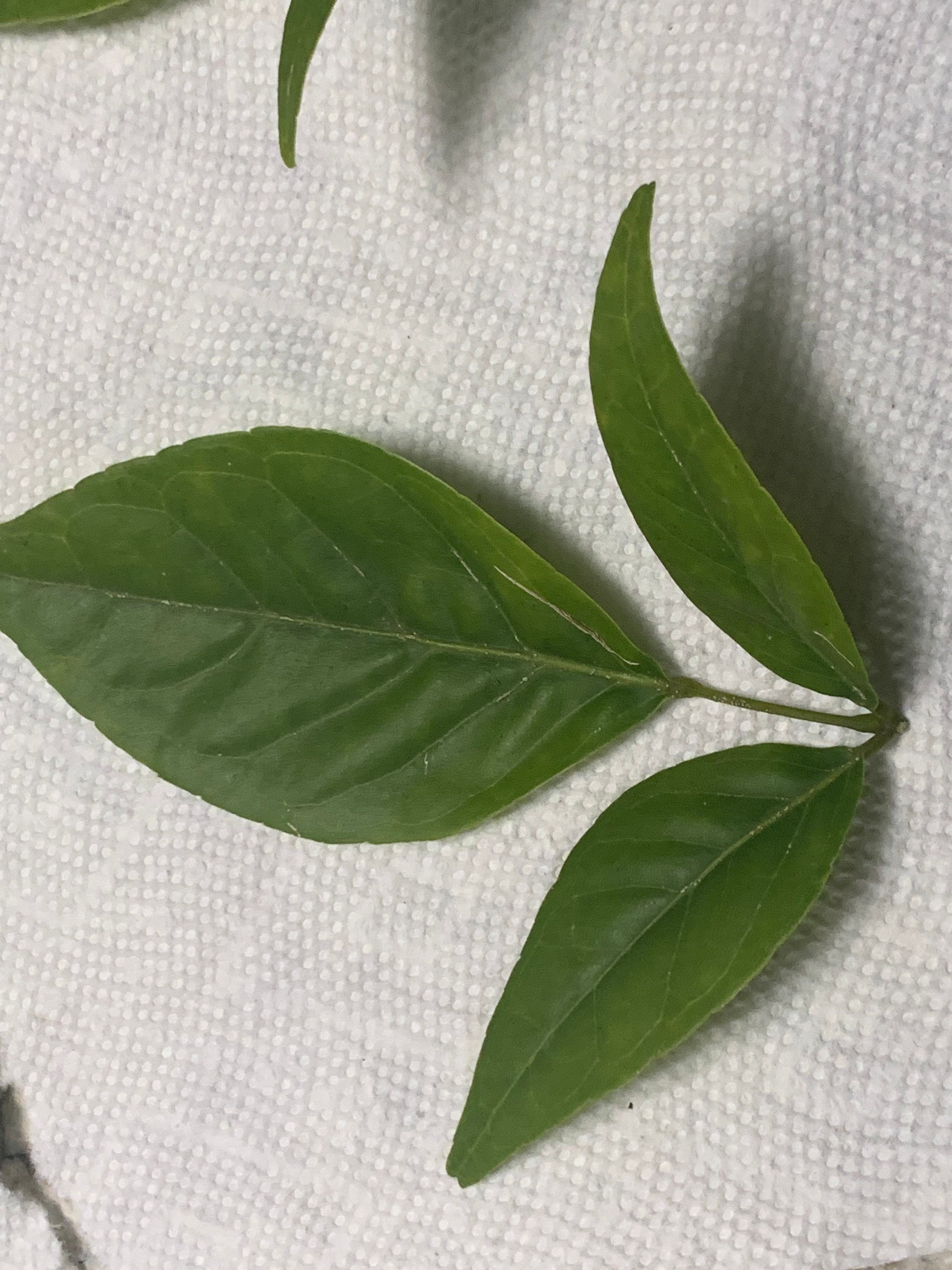 Bel Tree Leaves , Bilva Patra, Bel Patra, Bel Fruit, Golden Apple Fresh ...