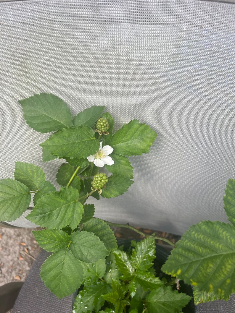 Northern Dewberry rubus Flagellaris Blackberries 12 Tall - Etsy
