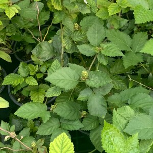 Northern Dewberry rubus Flagellaris Blackberries 12 Tall Plant With ...