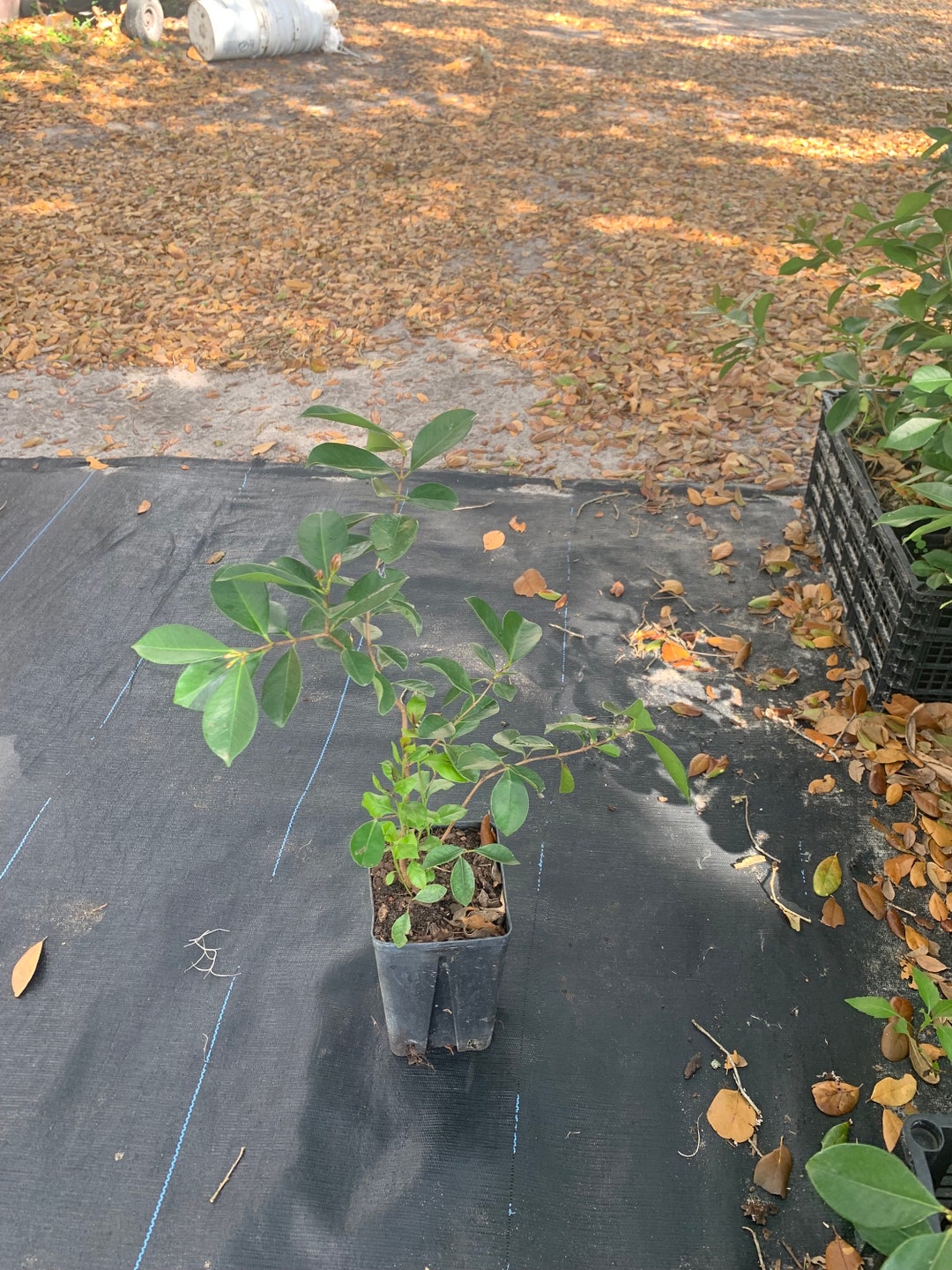Red Cherry Guava Plant 18 Tall in 6” in Pot - Etsy