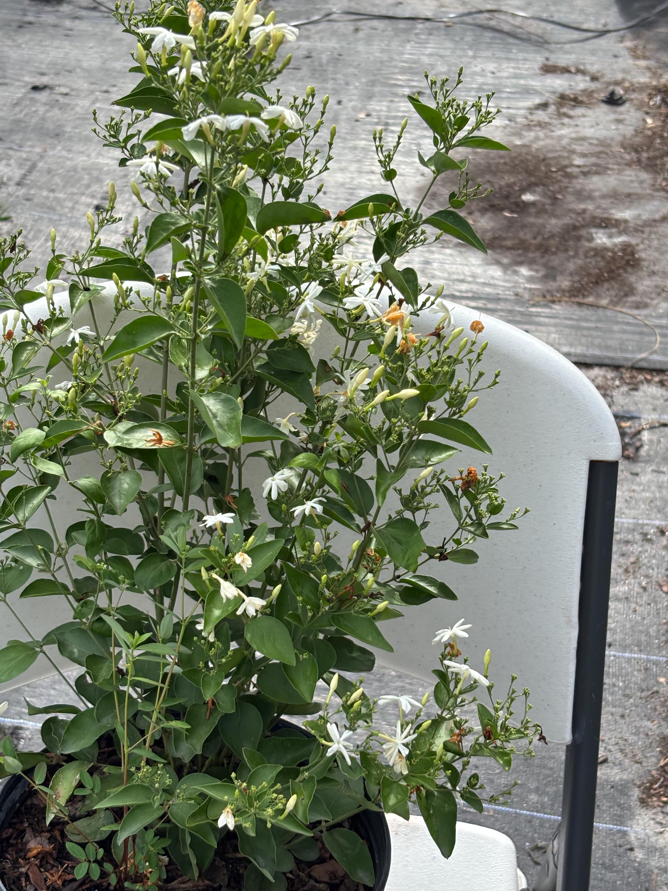 Indian Jui Jasmine, Virajaji Plant (jasminum Molle) Bushes Plant in 3 ...