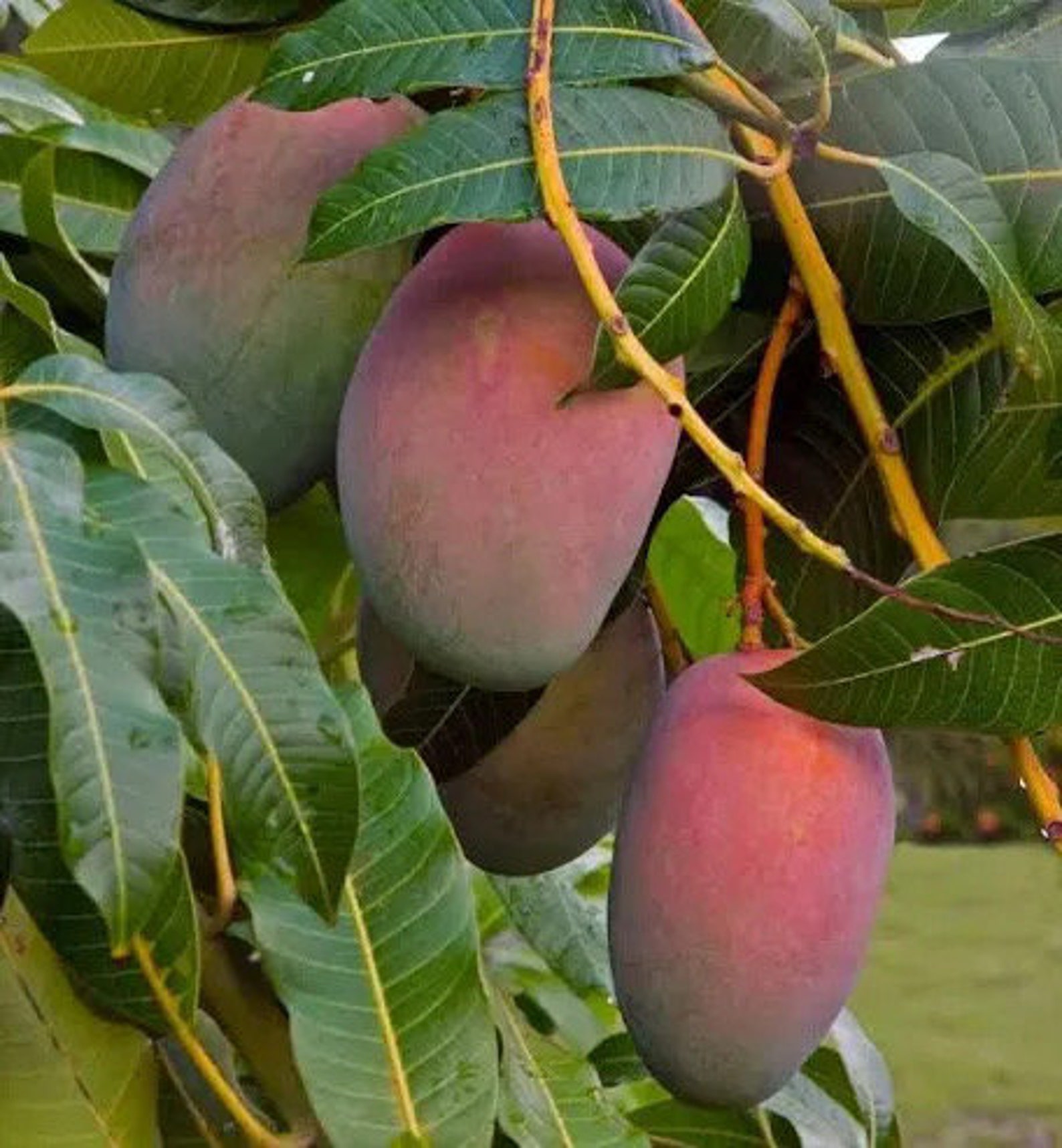 Carrie Dwarf Mango Tree: Grafted Plant in 3 Gallon Pot - Etsy