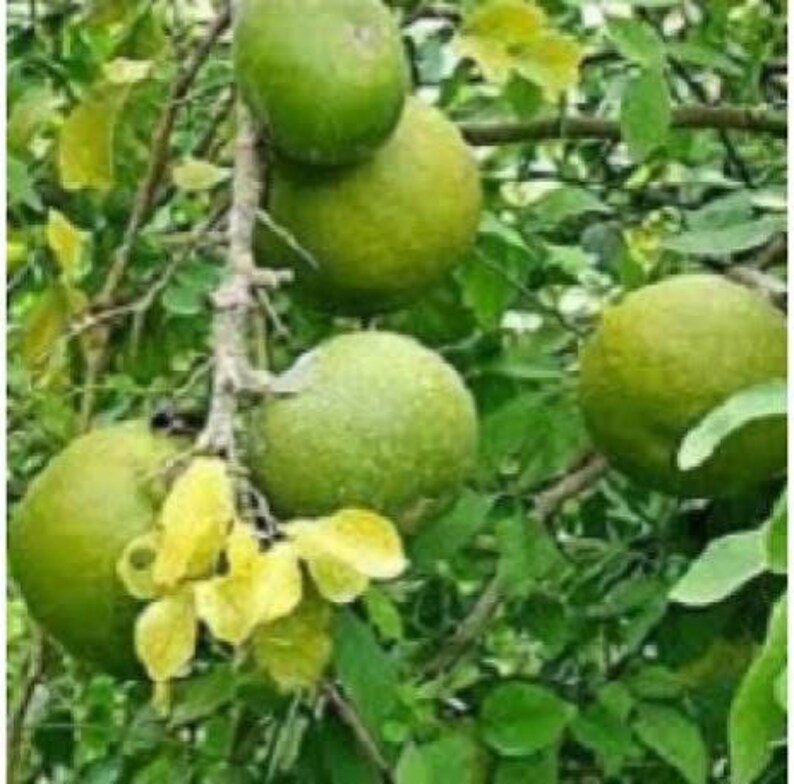 Bel Tree Leaves , Bilva Patra, Bel Patra, Bel Fruit, Golden Apple Fresh ...