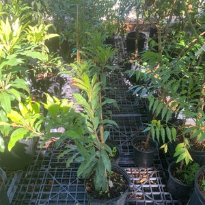 Chiko Sapodilla,grafted Tree Ready to Fruit This Year in 3 Gallons Pot ...