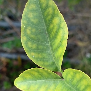 Bel Tree Leaves , Bilva Patra, Bel Patra, Bel Fruit, Golden Apple Fresh ...