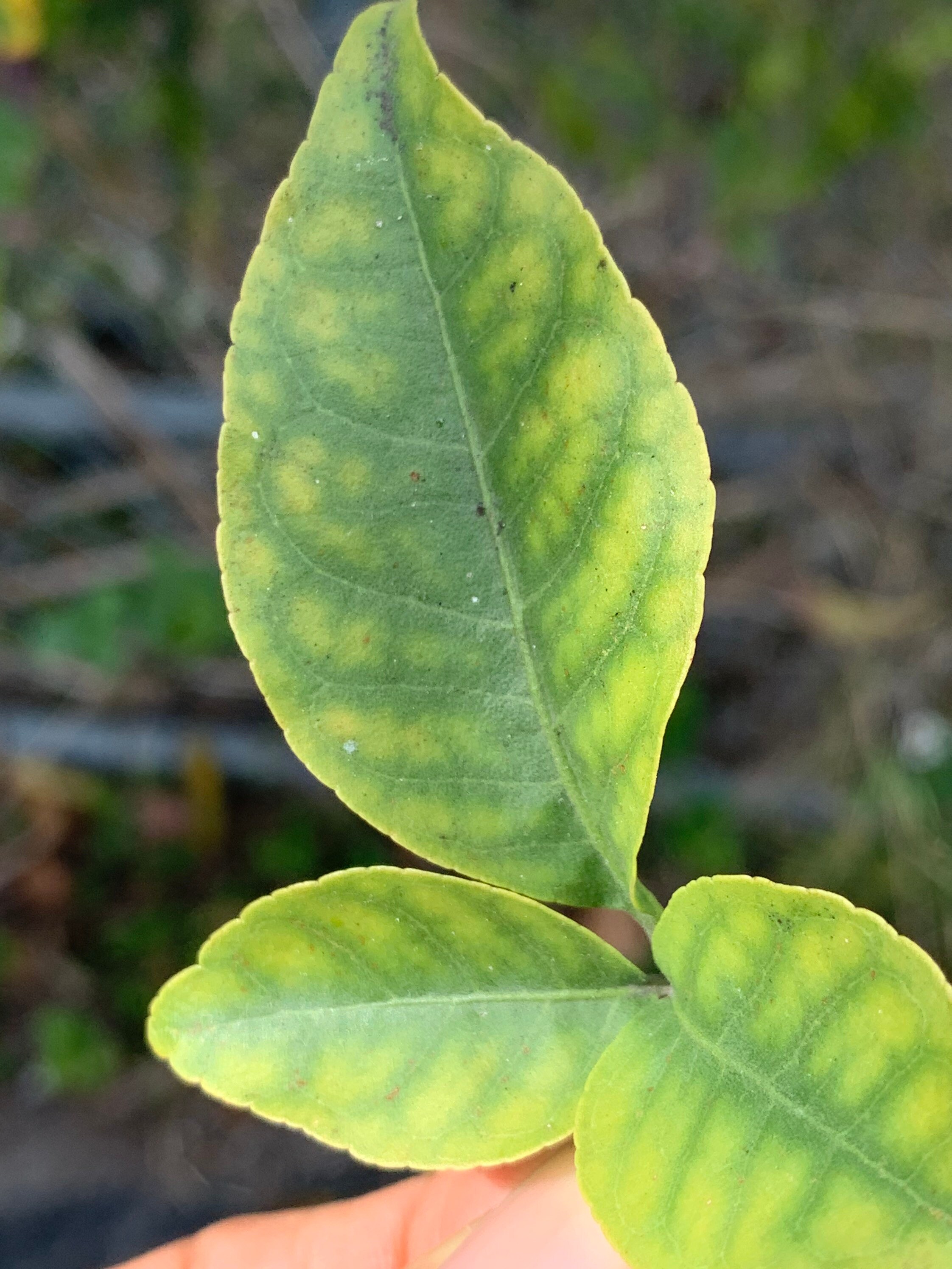 Bel Tree Leaves , Bilva Patra, Bel Patra, Bel Fruit, Golden Apple Fresh ...