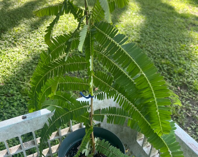 Amla Indian Gooseberry Seedling Live Plant-sell by Size From Cutting No ...