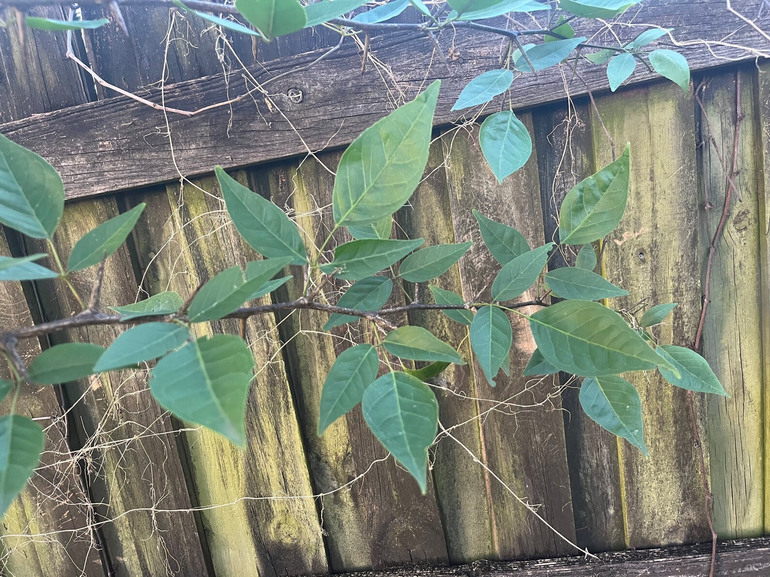 Bel Tree Leaves , Bilva Patra, Bel Patra, Bel Fruit, Golden Apple Fresh ...