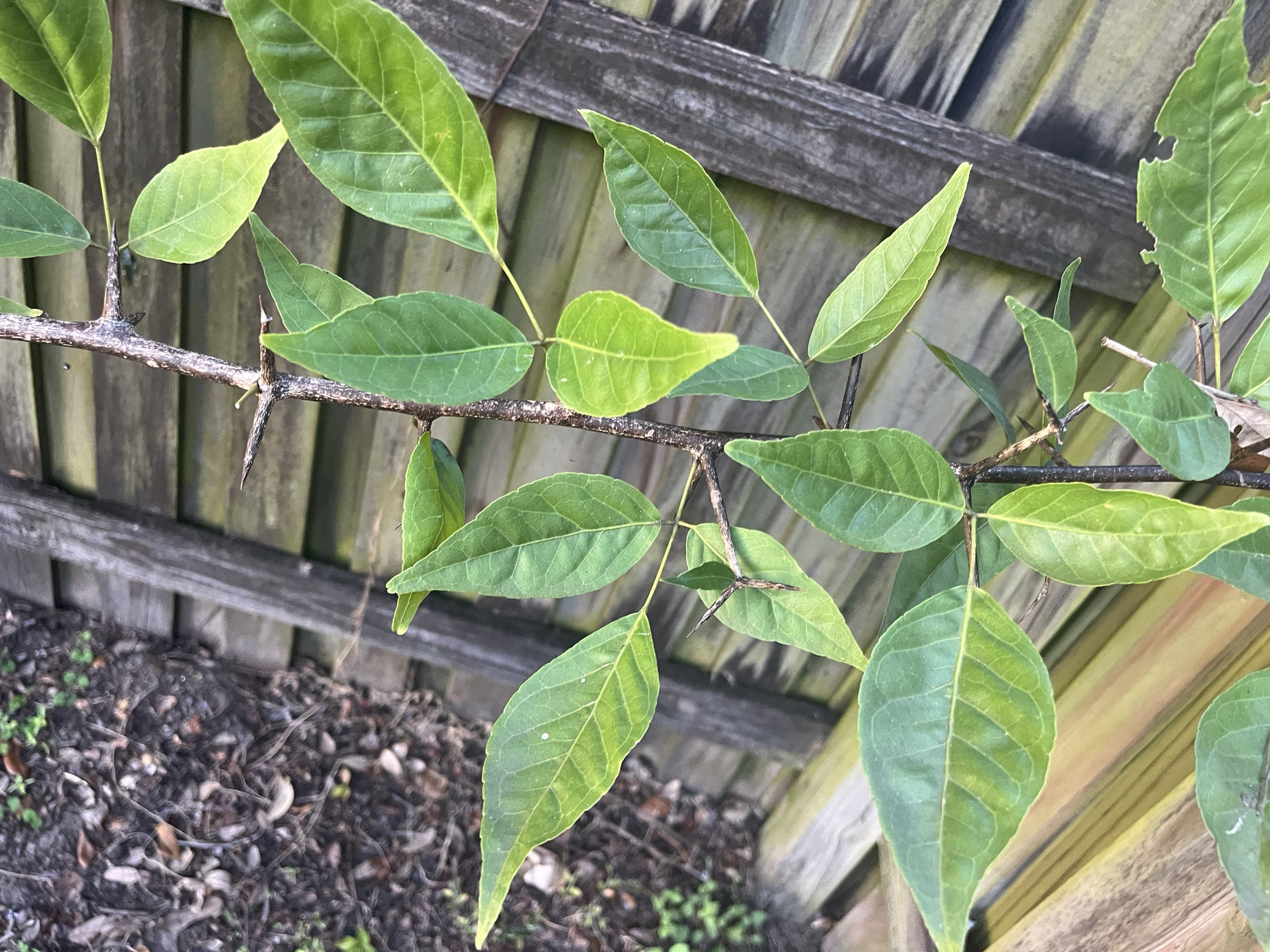 Bel Tree Leaves , Bilva Patra, Bel Patra, Bel Fruit, Golden Apple Fresh ...