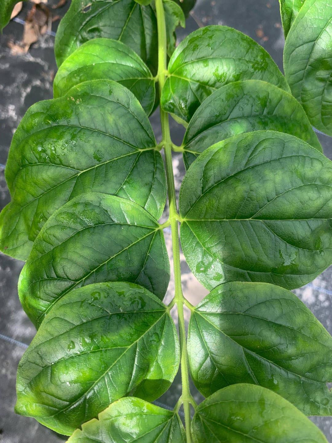 Parijat Leaves, Harisagar Leaves ,35 Leaves per Order - Etsy