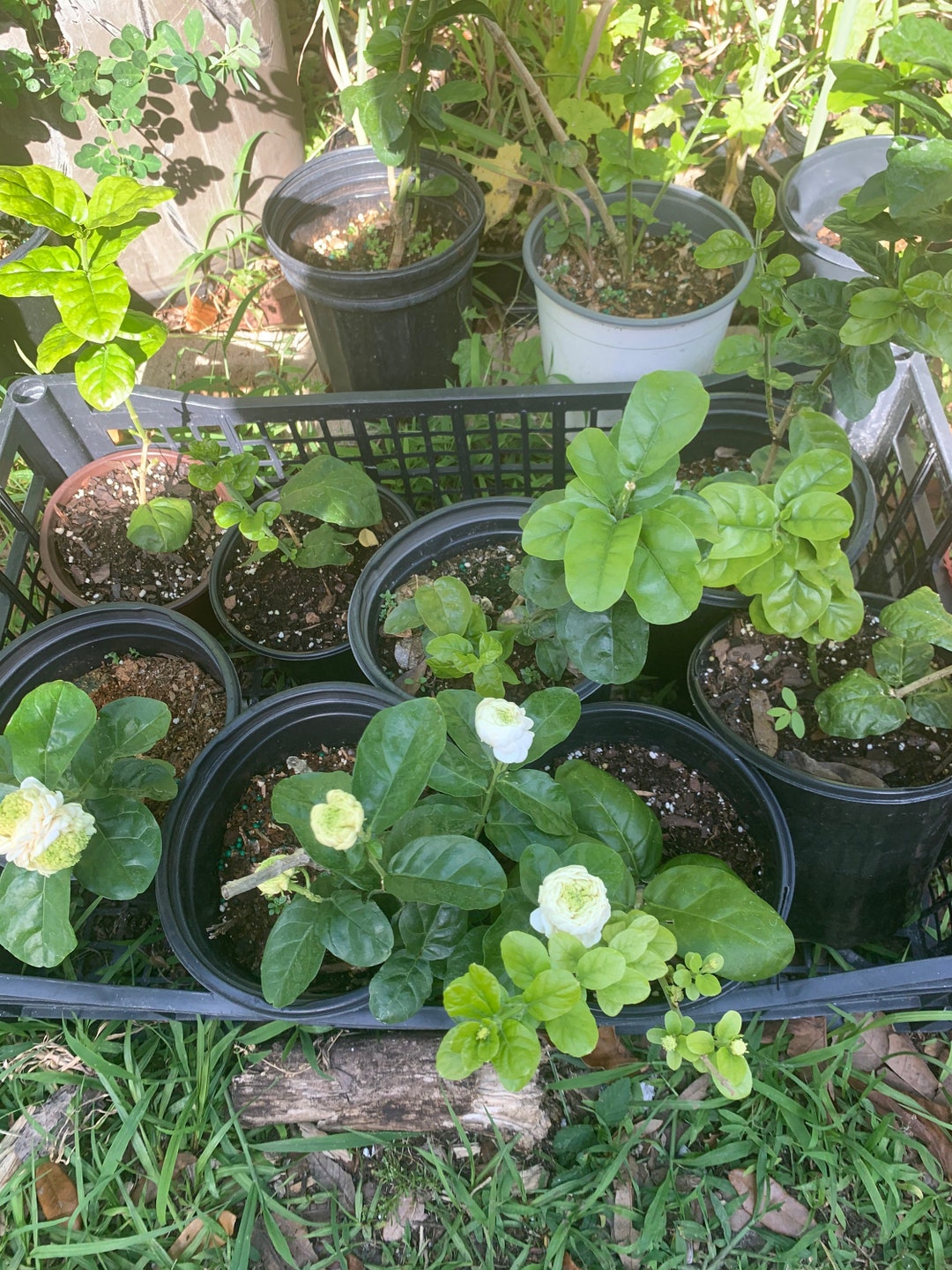 Grand Duke of Tuscany Jasmine Plant: Arabian Sambac, White Bloom - Etsy