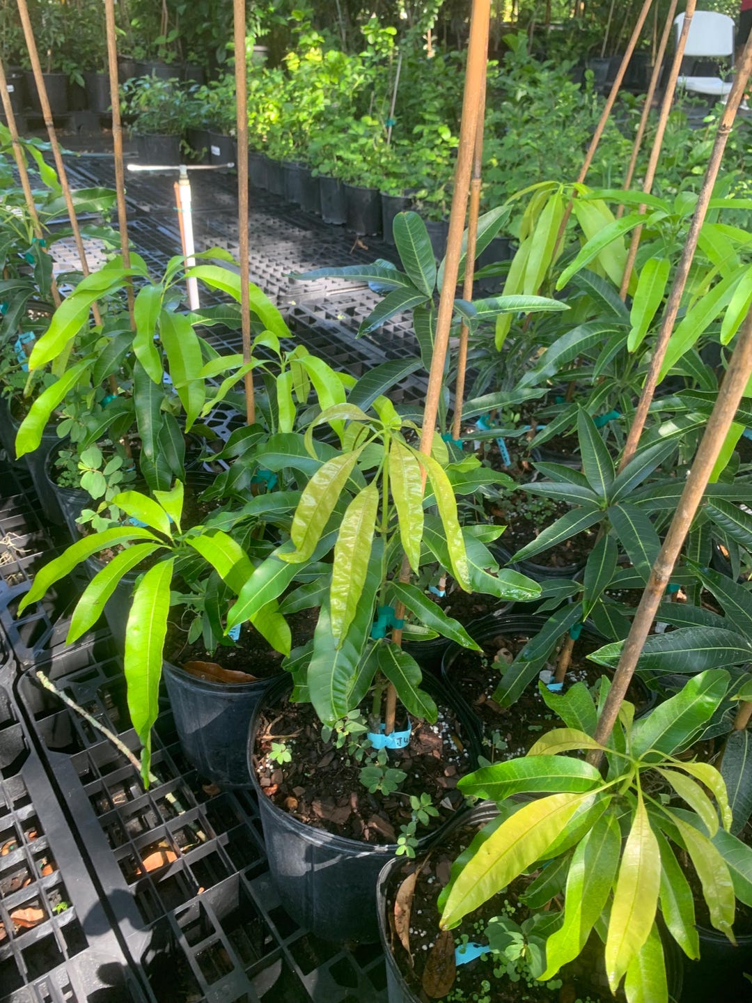 Maha Chanok Thai Mango Tree, Grafted,15” Tall in 6”in Pot - Etsy