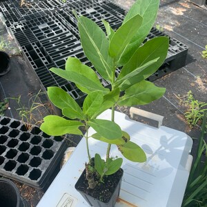 CALOTROPIS GIGANTEA Giant / Madar/ Milkweed Tree Plant Butterfly Garden ...