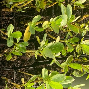 CALOTROPIS GIGANTEA Giant / Madar/ Milkweed Tree Plant Butterfly Garden ...