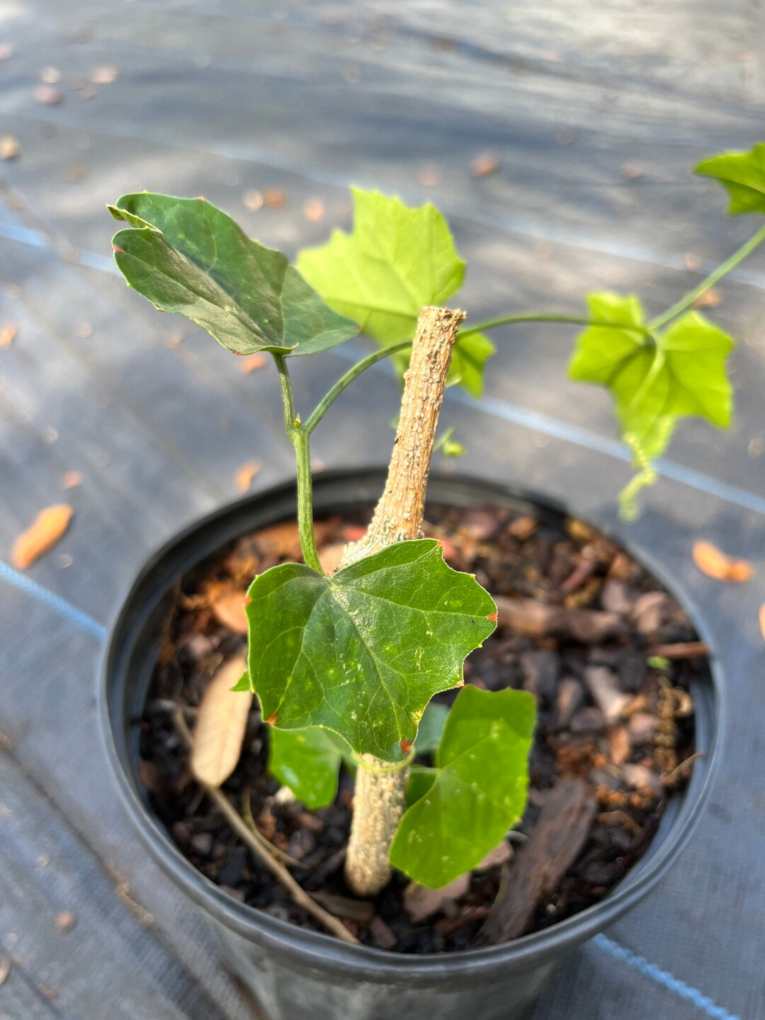 Tindora Ivy Gourd Small Plant (coccinia Grandis) - Etsy