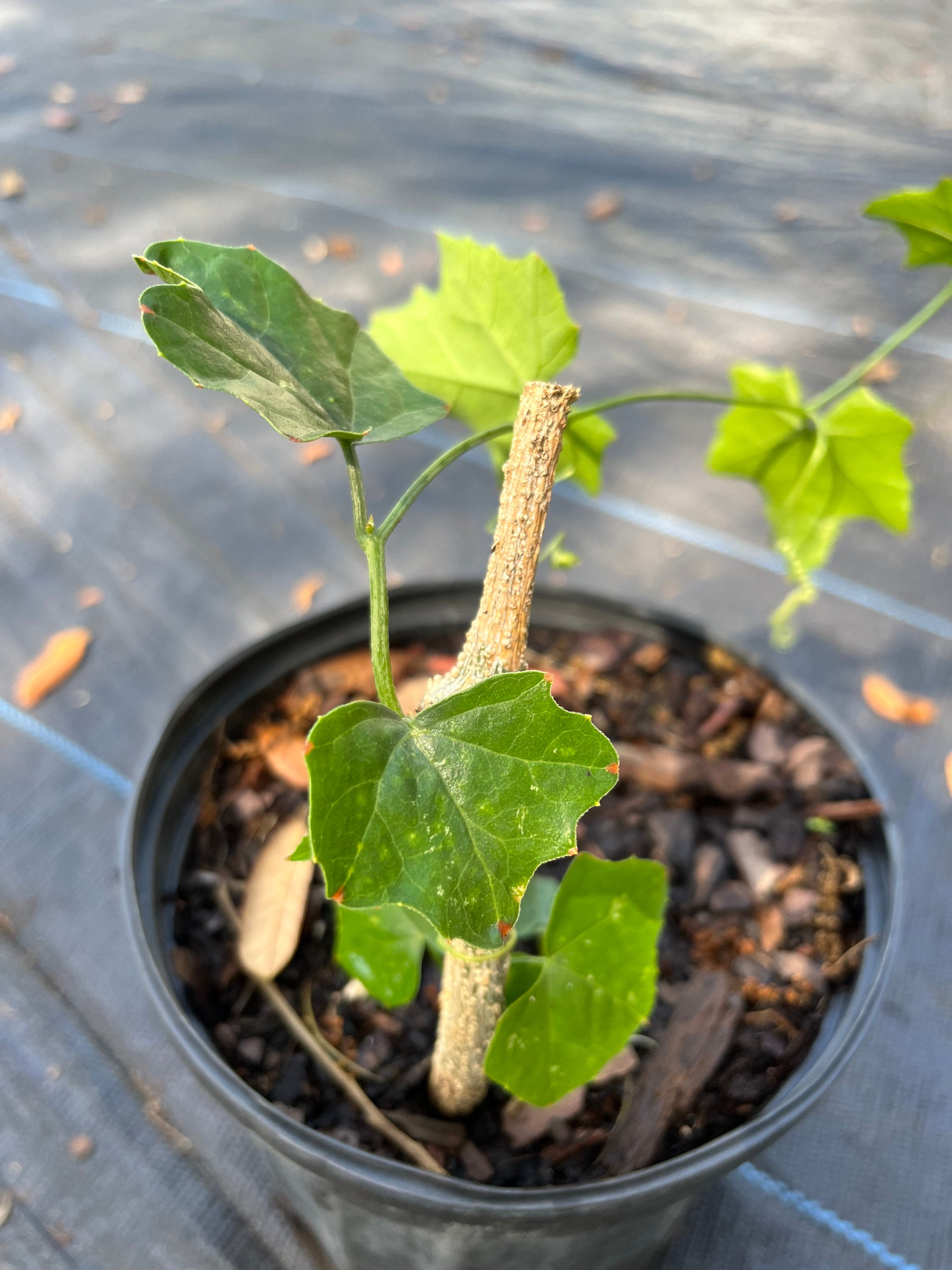 Tindora Ivy Gourd Small Plant (coccinia Grandis) - Etsy