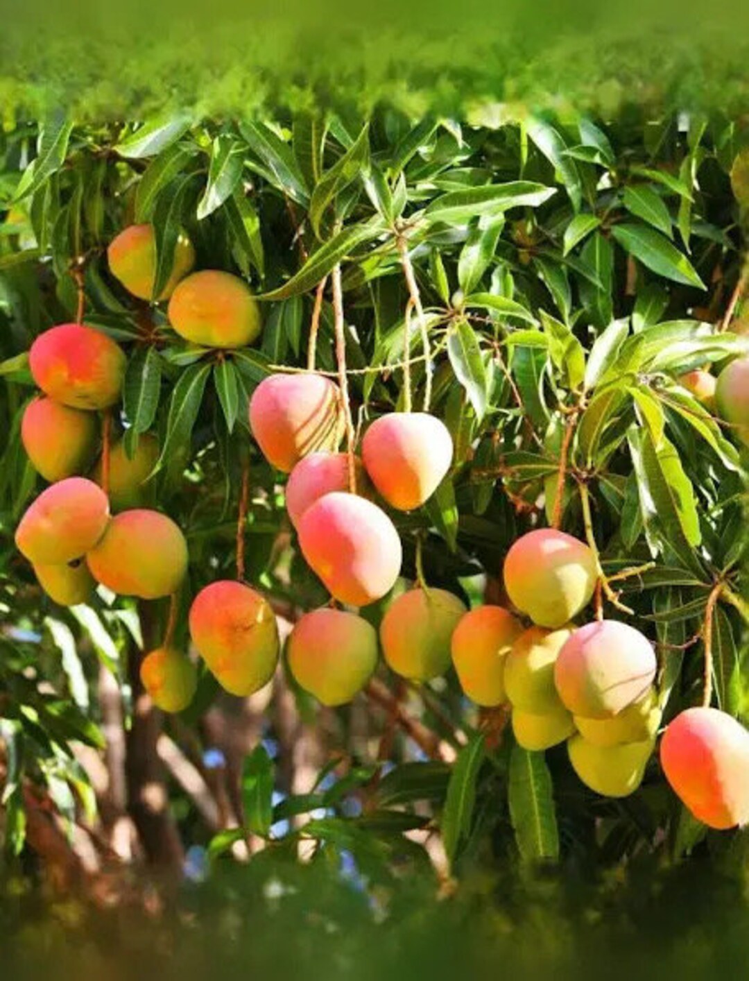The 'haden' Mango or 'hayden' Plant 18 Tall Grafted in 6 in Pot - Etsy