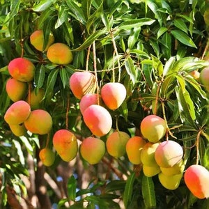 The 'haden' Mango or 'hayden' Plant 18 Tall Grafted in 6 in Pot - Etsy