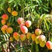 The 'haden' Mango or 'hayden' Plant 18 Tall Grafted in 6 in Pot - Etsy