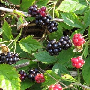 Northern Dewberry rubus Flagellaris Blackberries 12 Tall Plant With ...