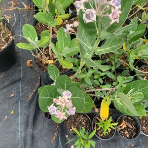 CALOTROPIS GIGANTEA Giant / Madar/ Milkweed Tree Plant Butterfly Garden ...