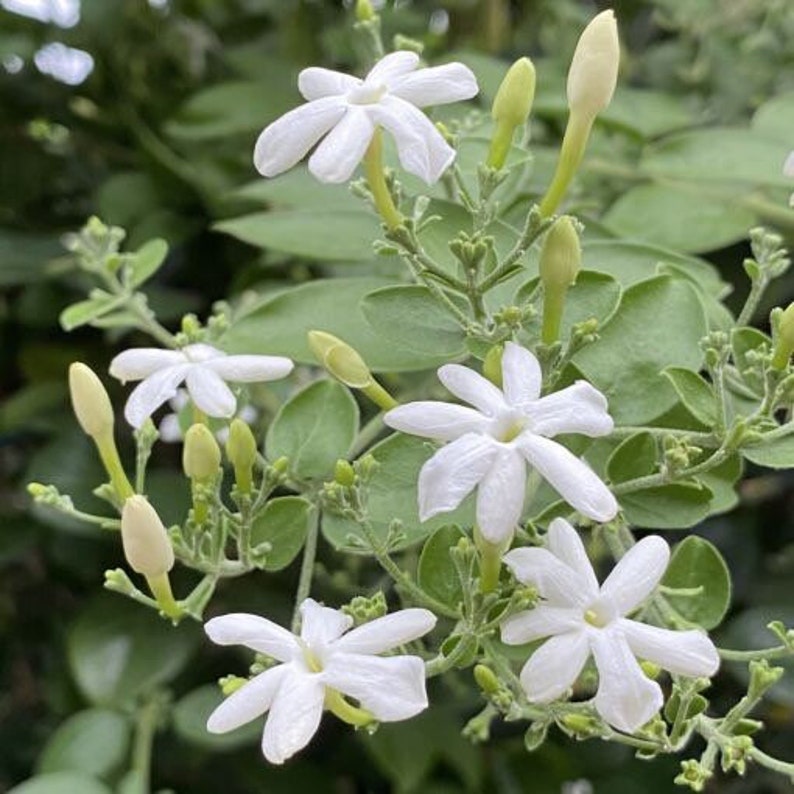 Indian Jui Jasmine, Virajaji Plant (jasminum Molle) Bushes Plant in 3 ...