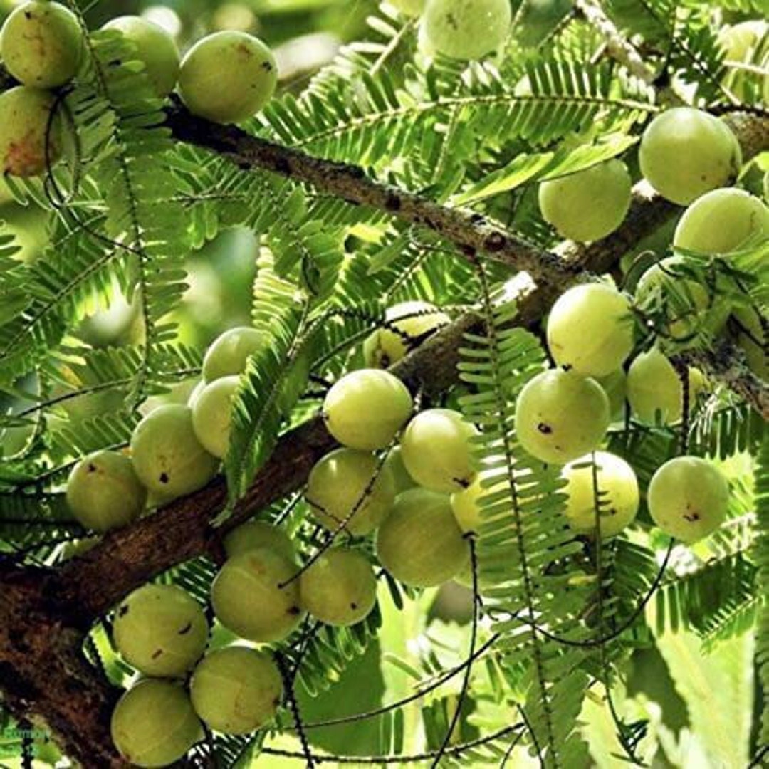 Amla Indian Gooseberry Seedling Live Plant-18 Inch Tall Ship in 6 Inch ...