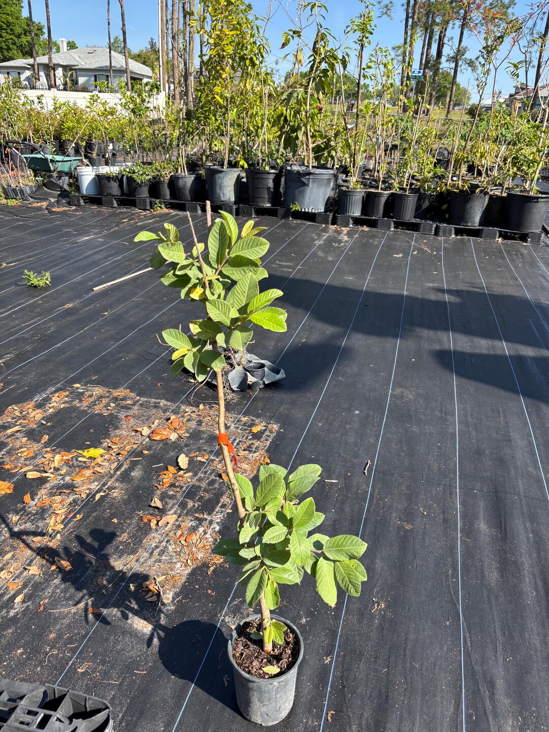 Chinese White Ghuva Plant 2 Ft Tall in 6 in Pot - Etsy